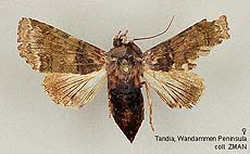 Papua Insects Foundation (Lepidoptera/Euteliinae thumbnails)
